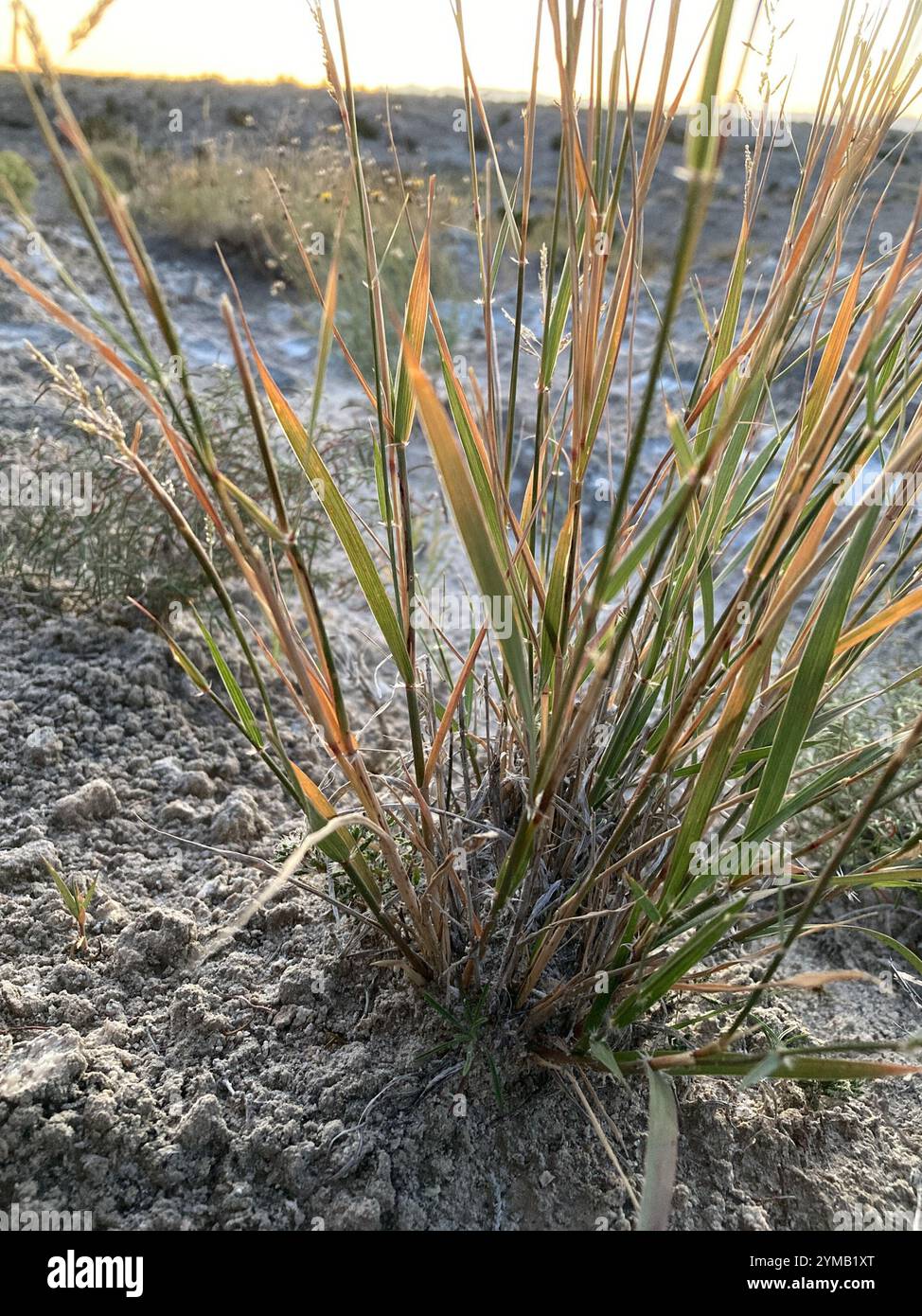 Sand Dropseed (Sporobolus cryptandrus Stock Photo - Alamy