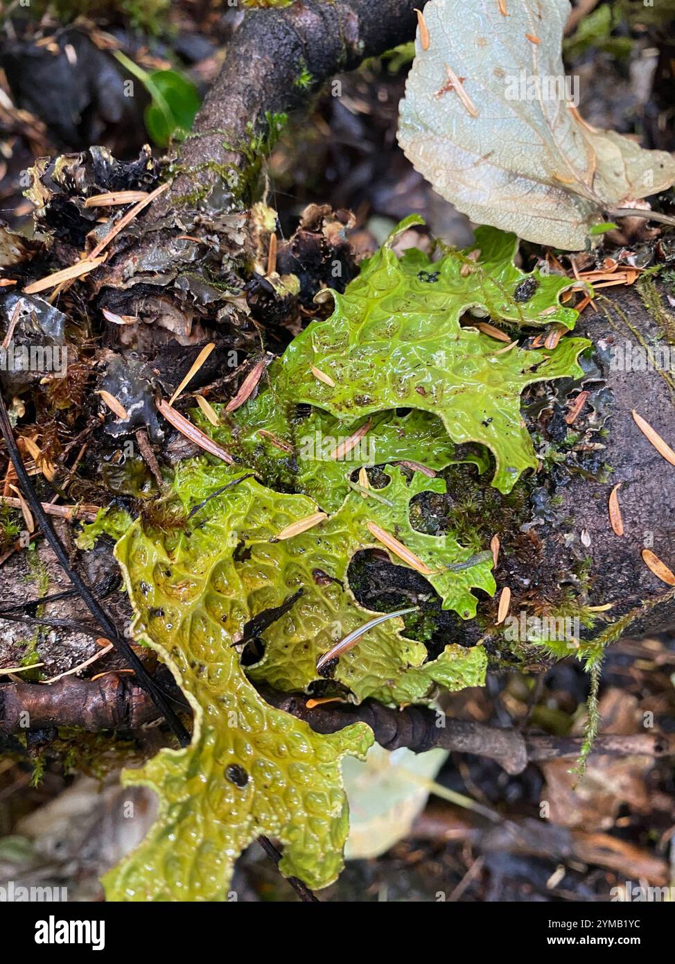 Tree Lungwort (Lobaria pulmonaria Stock Photo - Alamy