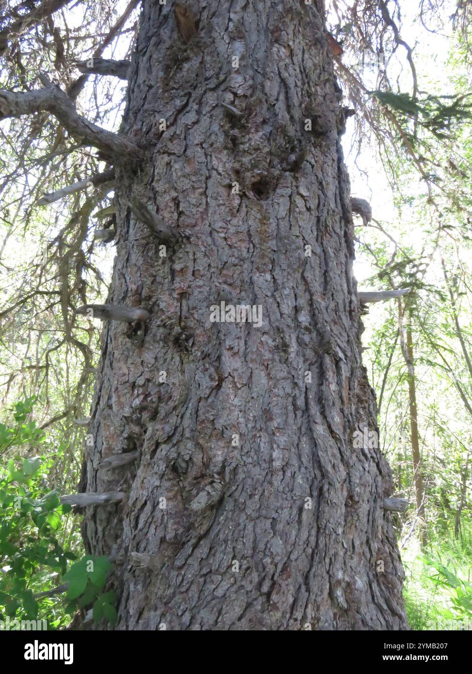 pine family (Pinaceae Stock Photo - Alamy