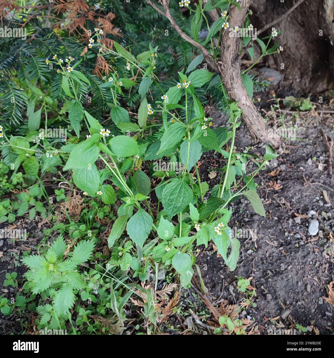 shaggy soldier (Galinsoga quadriradiata Stock Photo - Alamy