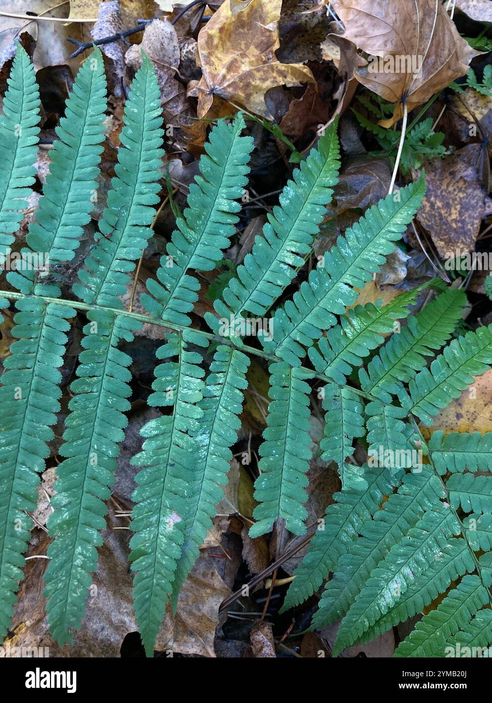male fern (Dryopteris filix-mas Stock Photo - Alamy