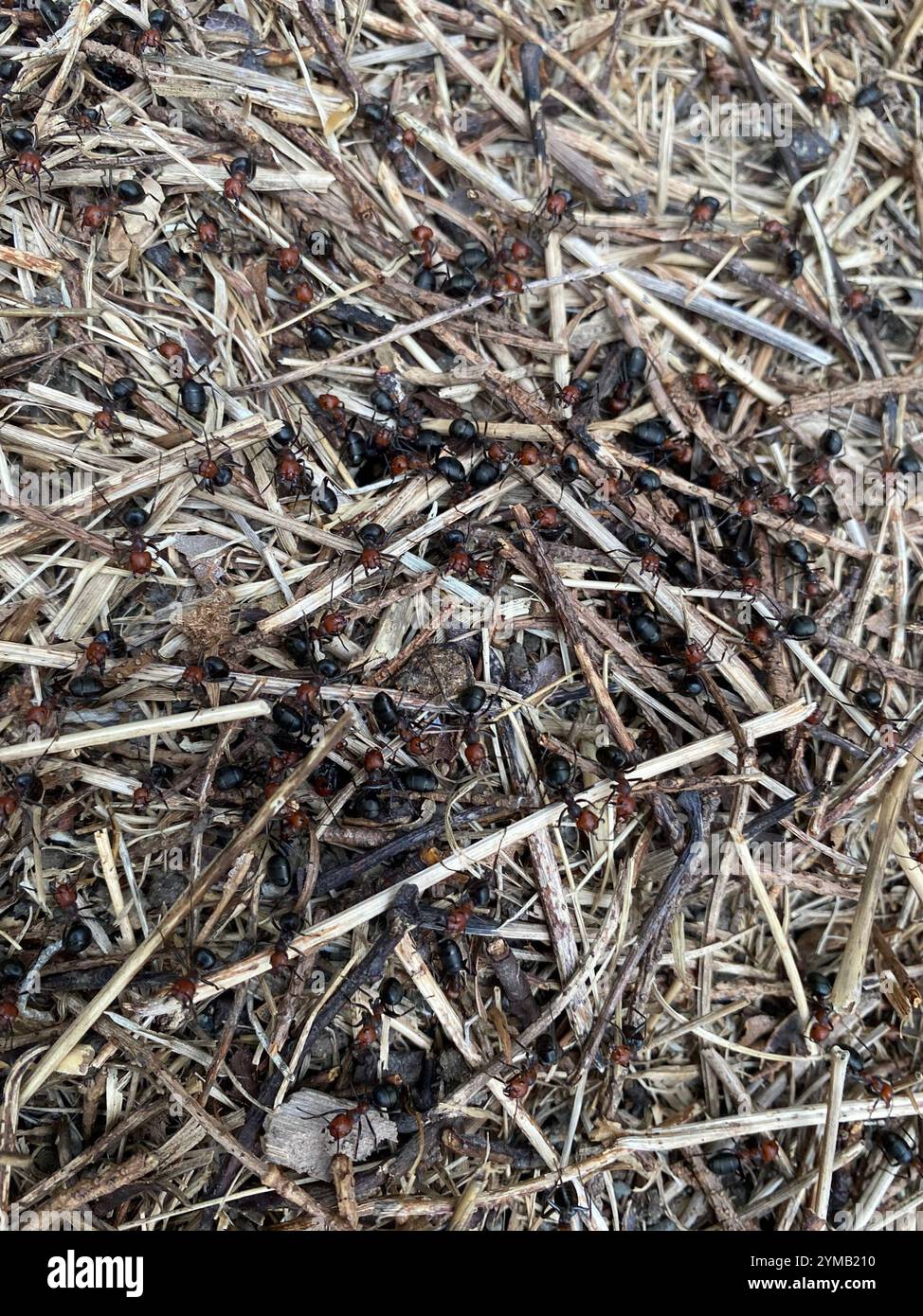 Western Thatching Ant (Formica obscuripes Stock Photo - Alamy