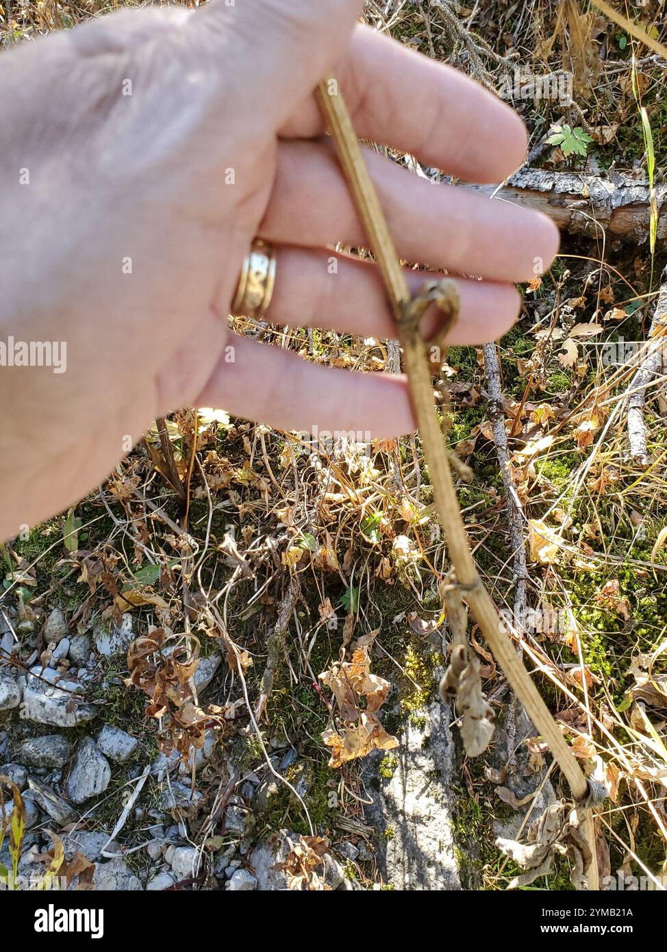 carrot family (Apiaceae Stock Photo - Alamy