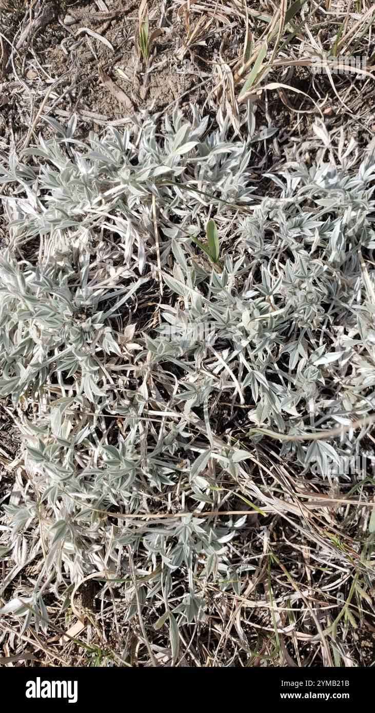 Threeleaf Milkvetch (Astragalus gilviflorus Stock Photo - Alamy