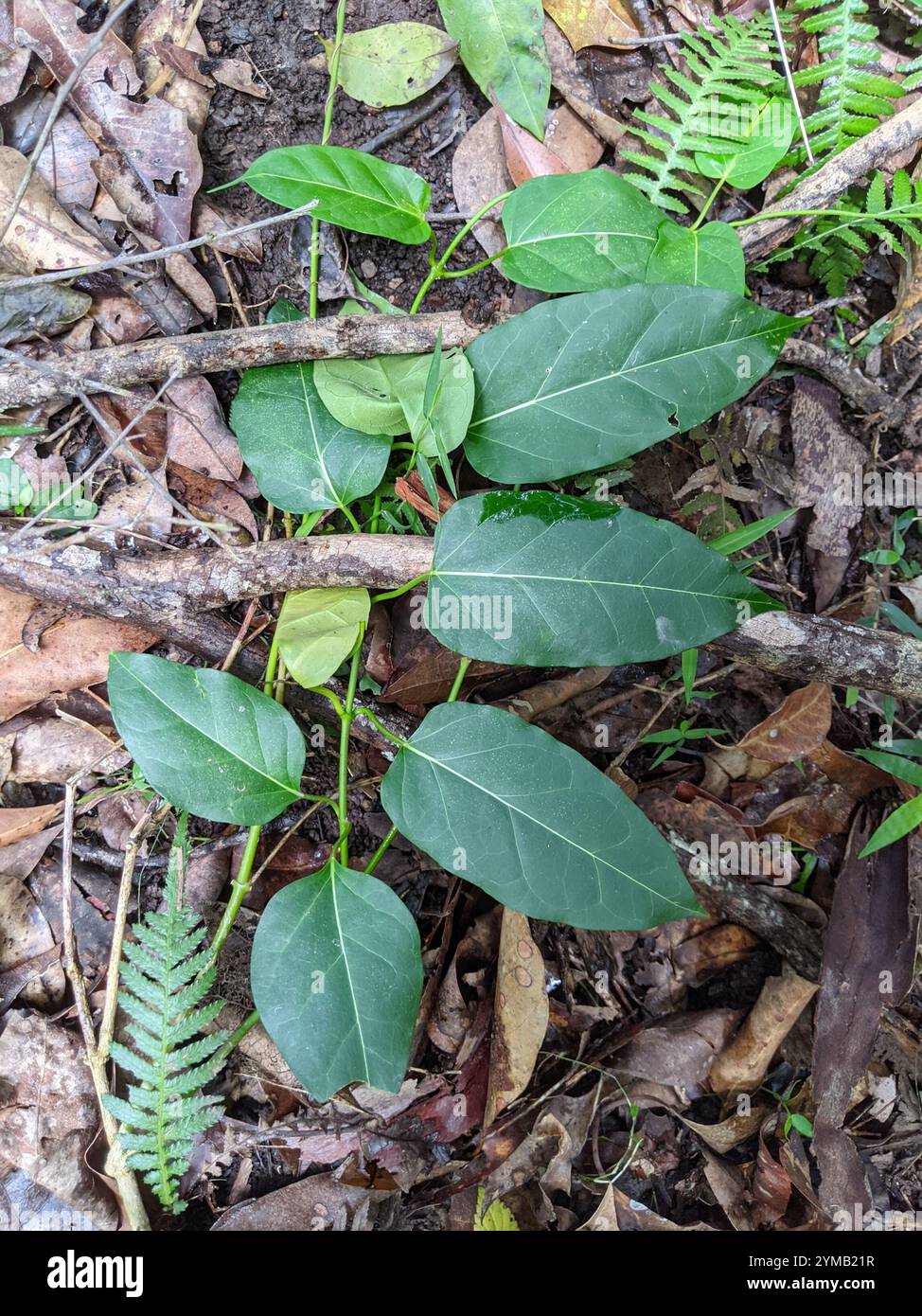 Common Milk Vine (Leichhardtia rostrata Stock Photo - Alamy