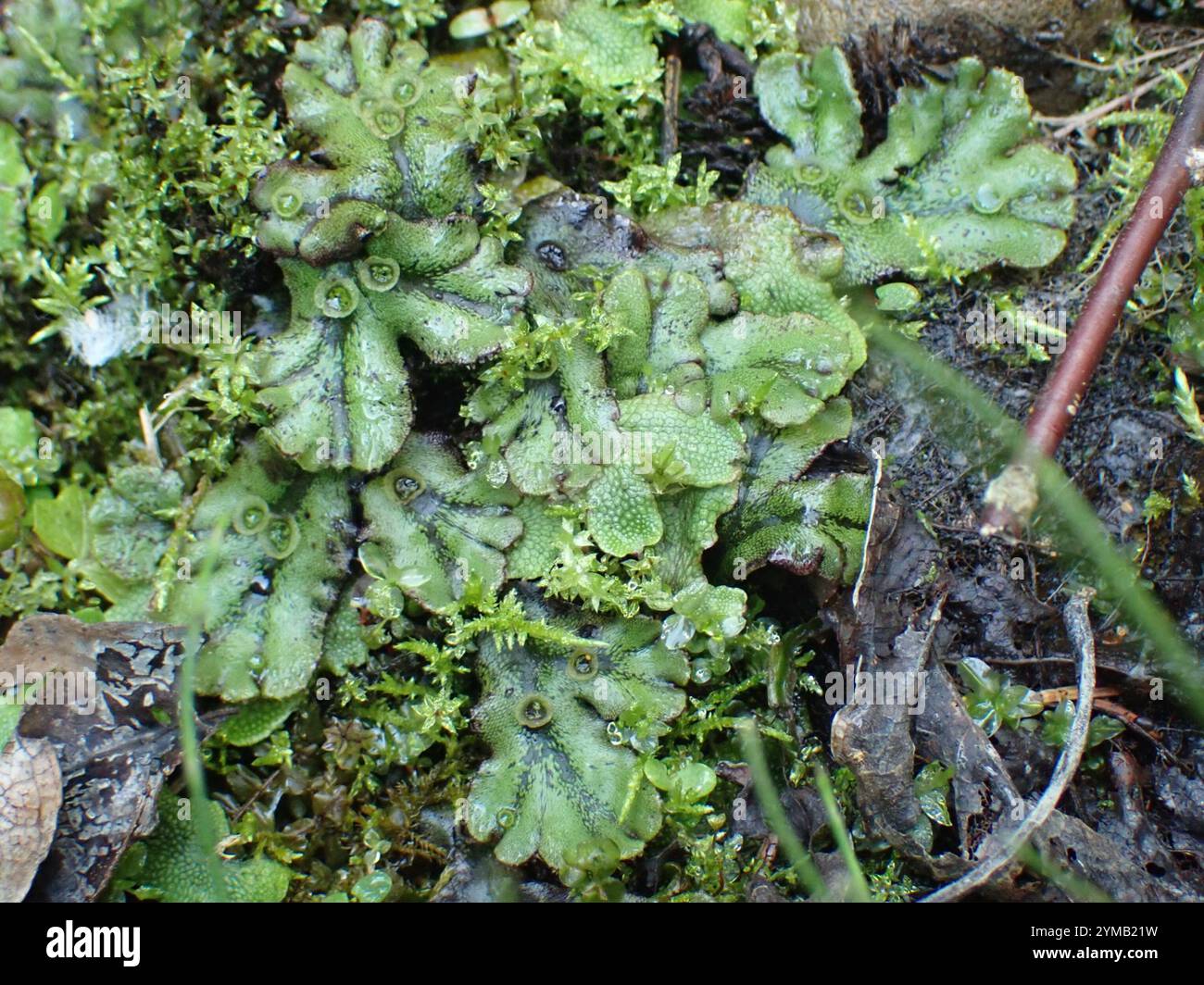 Common Liverwort (Marchantia polymorpha Stock Photo - Alamy