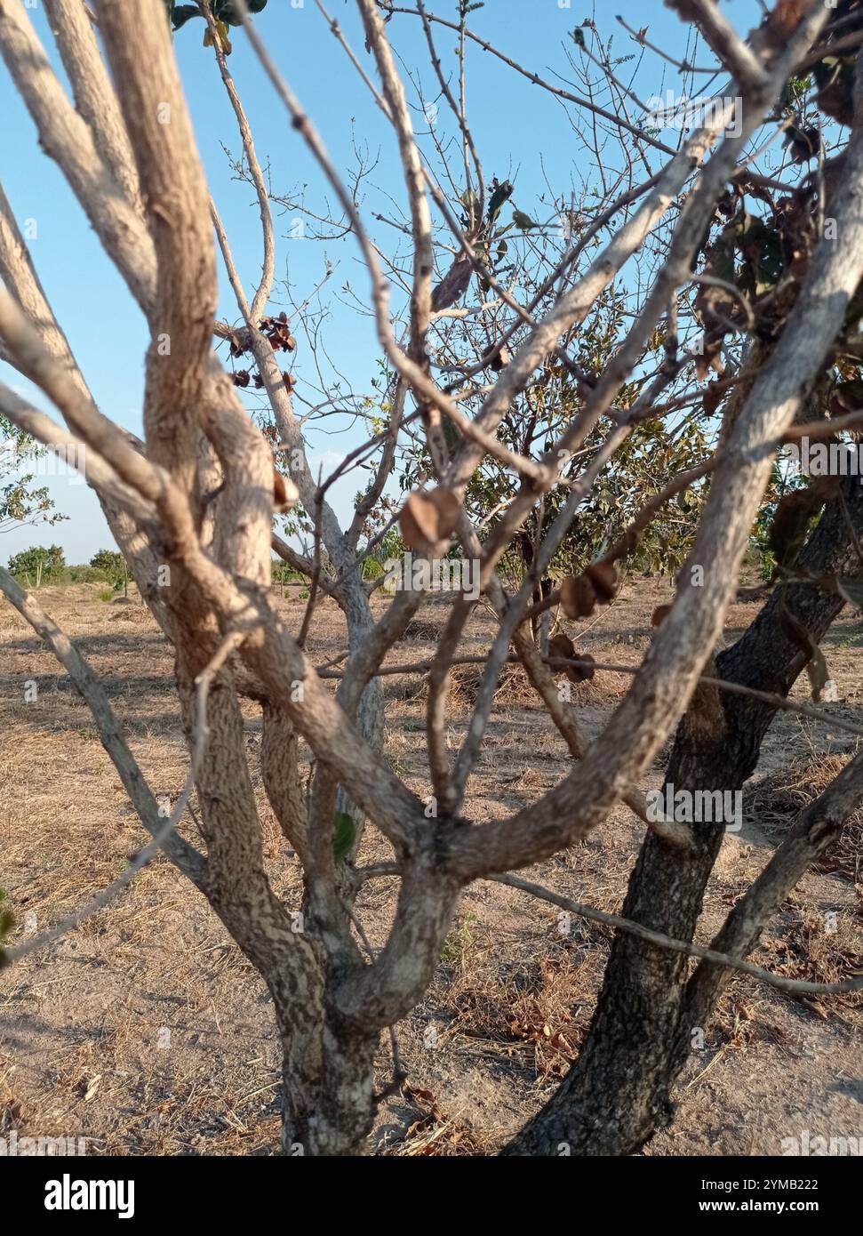 bushwillow family (Combretaceae Stock Photo - Alamy