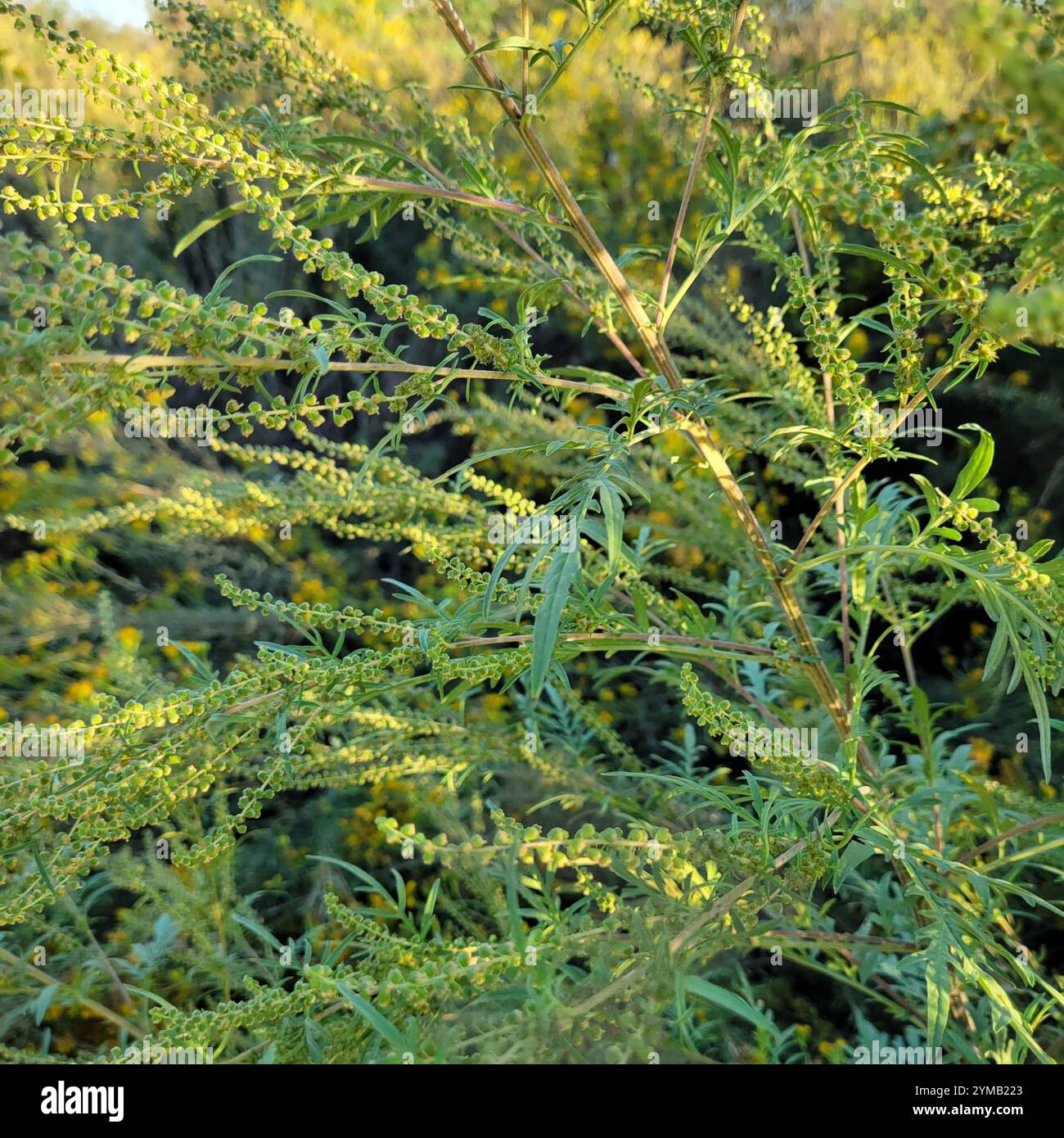 common ragweed (Ambrosia artemisiifolia Stock Photo - Alamy