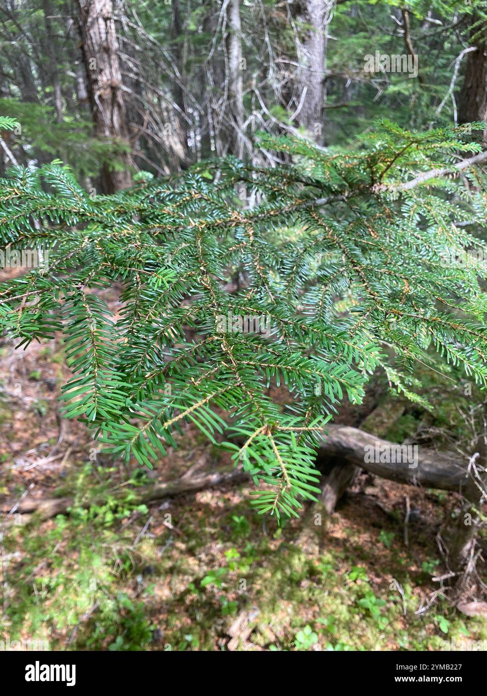 Abies amabilis hi-res stock photography and images - Alamy