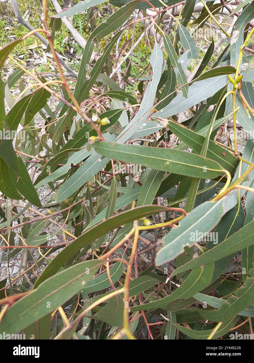 Long-leaved Box (Eucalyptus goniocalyx Stock Photo - Alamy