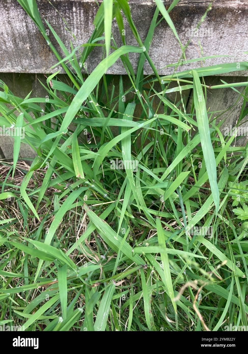 panic veldtgrass (Ehrharta erecta Stock Photo - Alamy