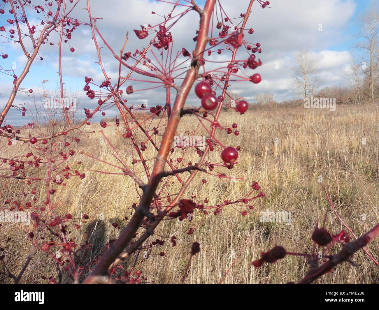 Siberian crabapple (Malus baccata Stock Photo - Alamy