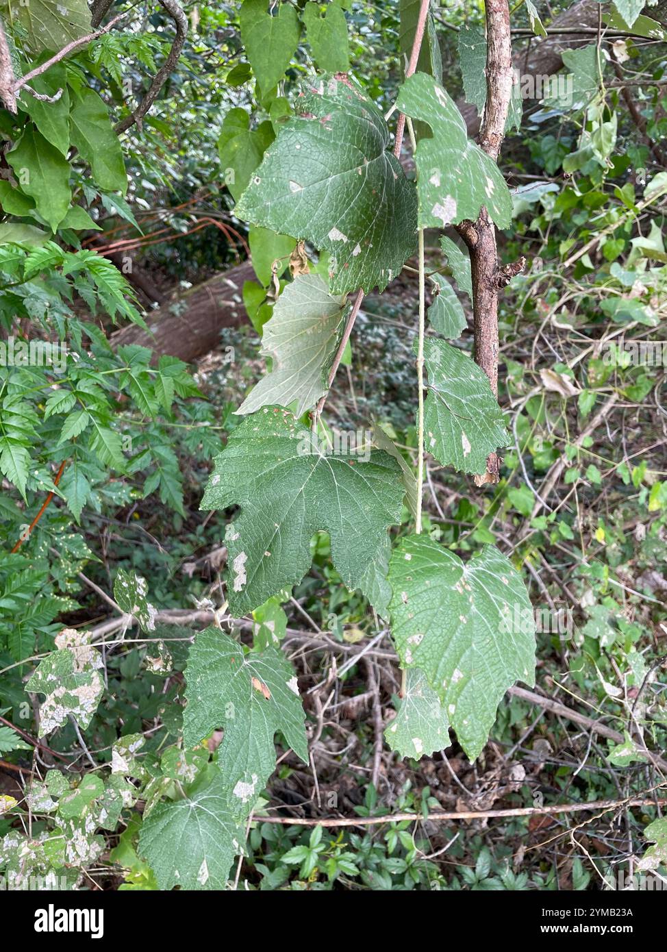 Vitis mustangensis hi-res stock photography and images - Alamy