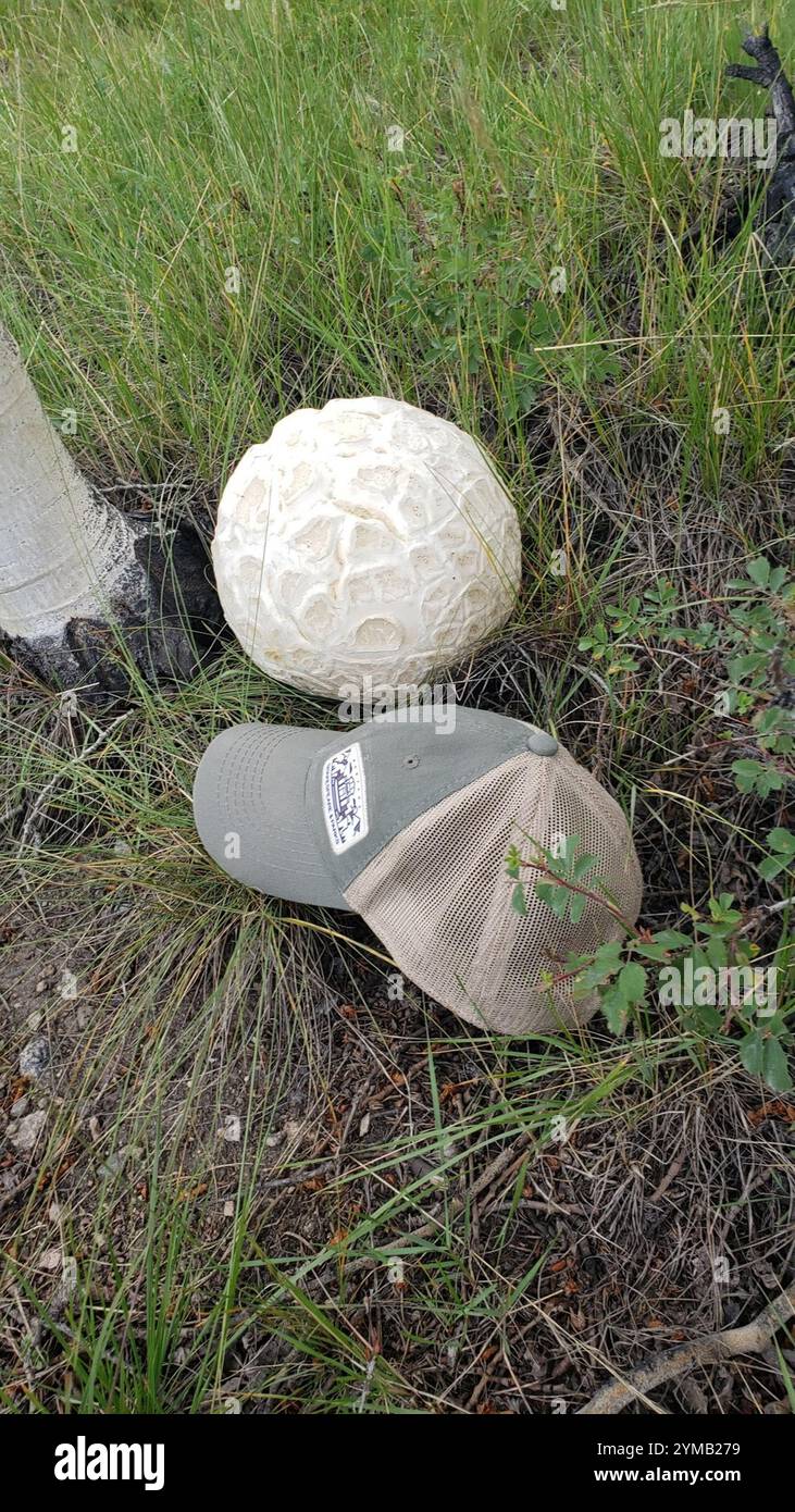 Western Giant Puffball (Calvatia booniana Stock Photo - Alamy