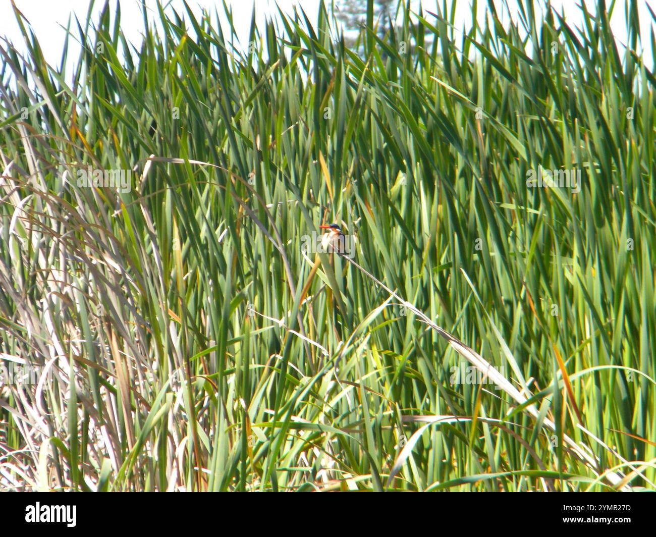 Southern Malachite Kingfisher (Corythornis cristatus cristatus Stock ...