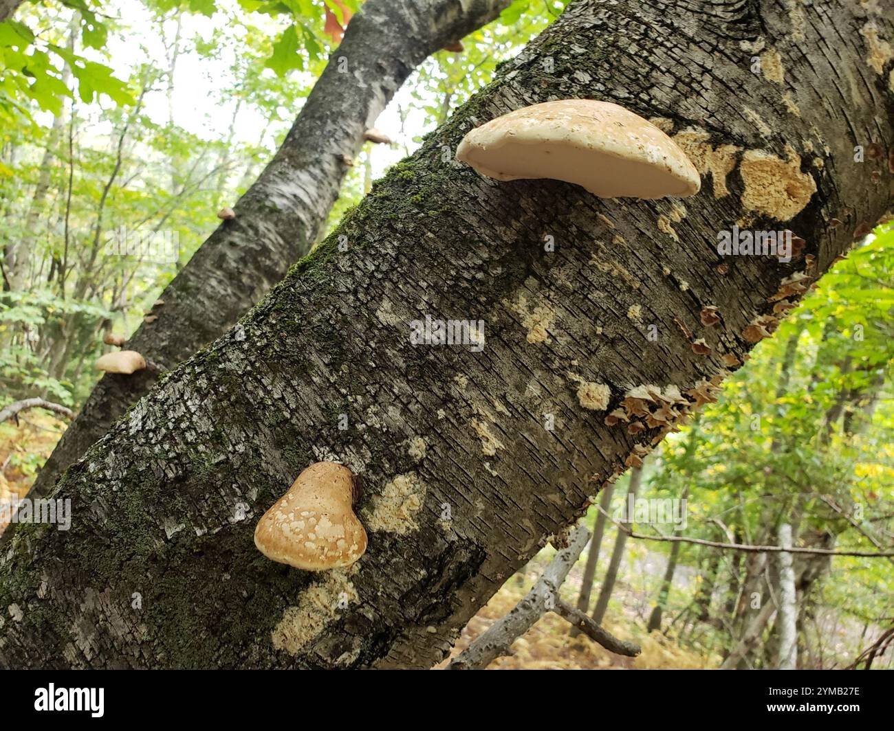 birch polypore (Fomitopsis betulina Stock Photo - Alamy