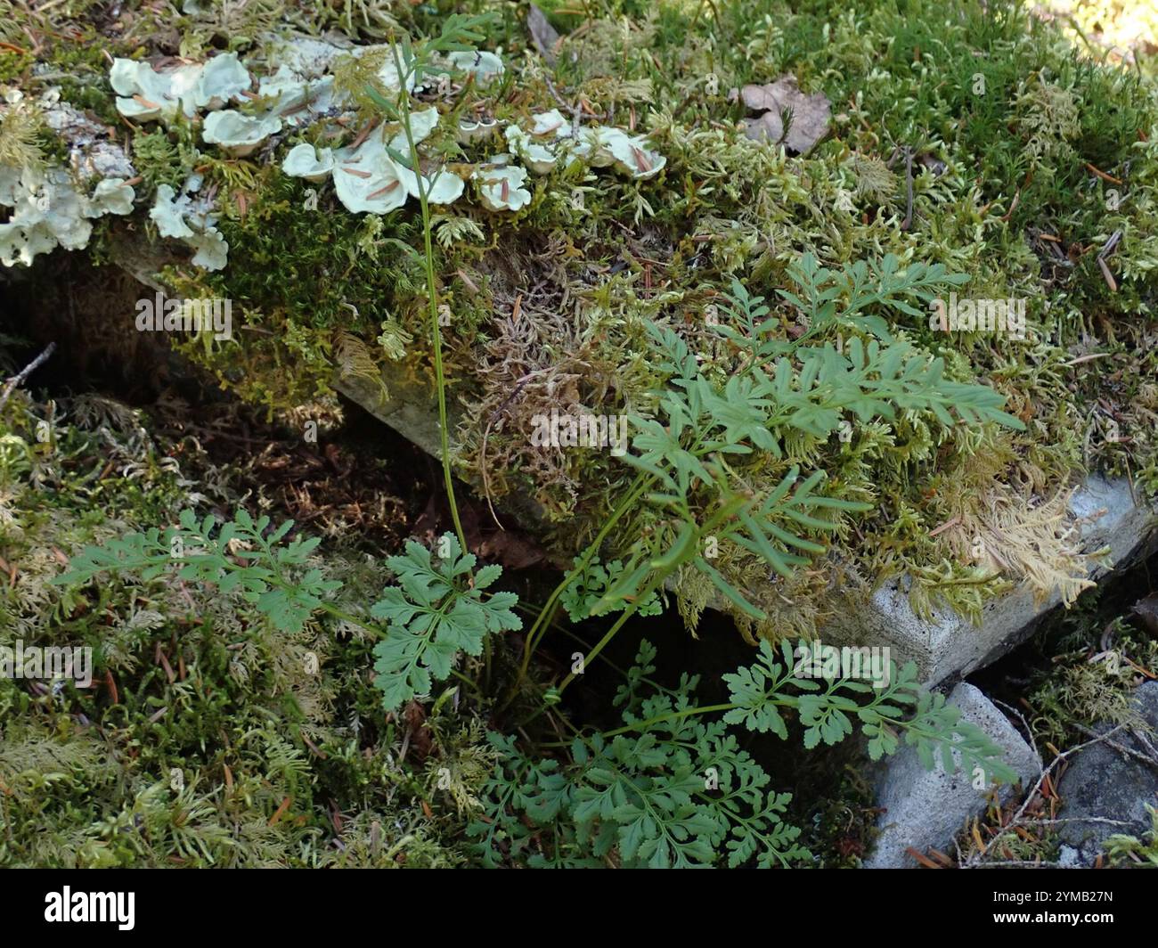 American parsley fern (Cryptogramma acrostichoides Stock Photo - Alamy