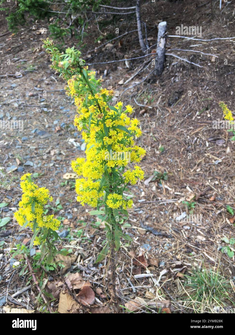 Downy Goldenrod (Solidago puberula Stock Photo - Alamy