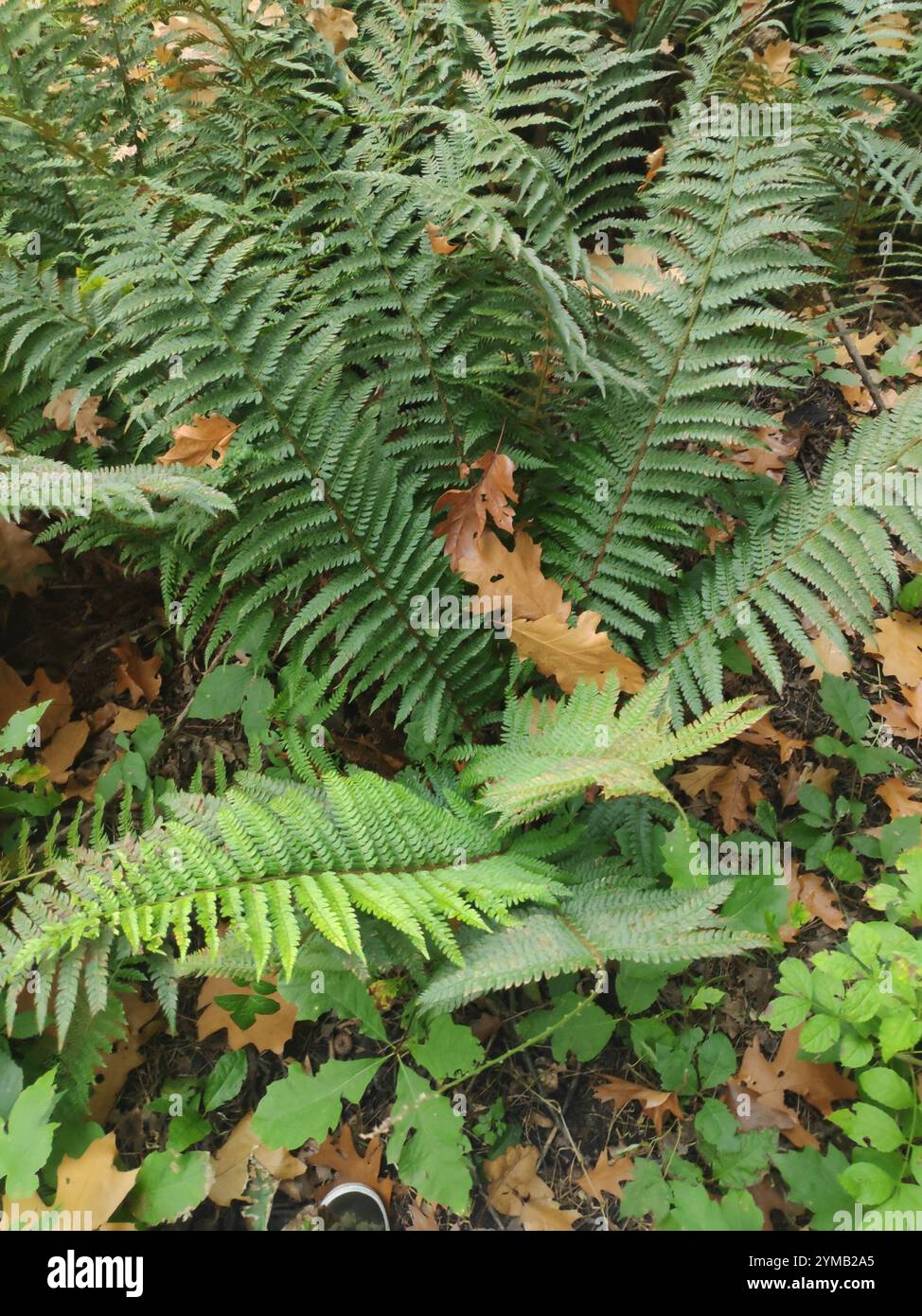 soft shield fern (Polystichum setiferum Stock Photo - Alamy