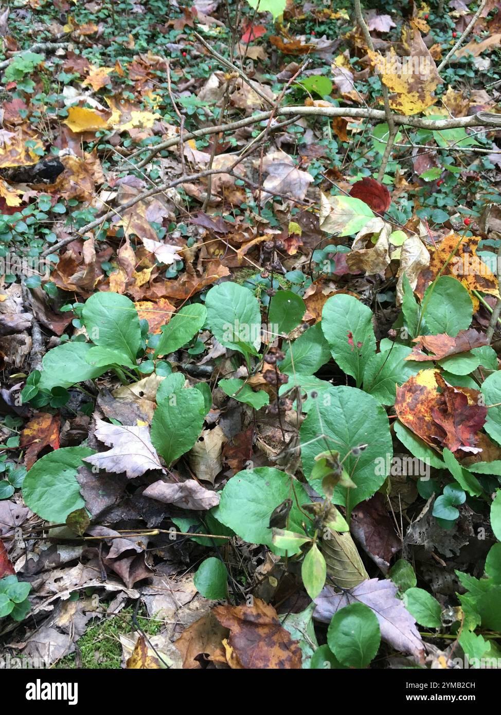 shinleaf (Pyrola elliptica Stock Photo - Alamy