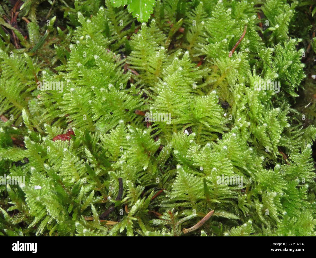 Ostrich-plume Moss (Ptilium crista-castrensis Stock Photo - Alamy