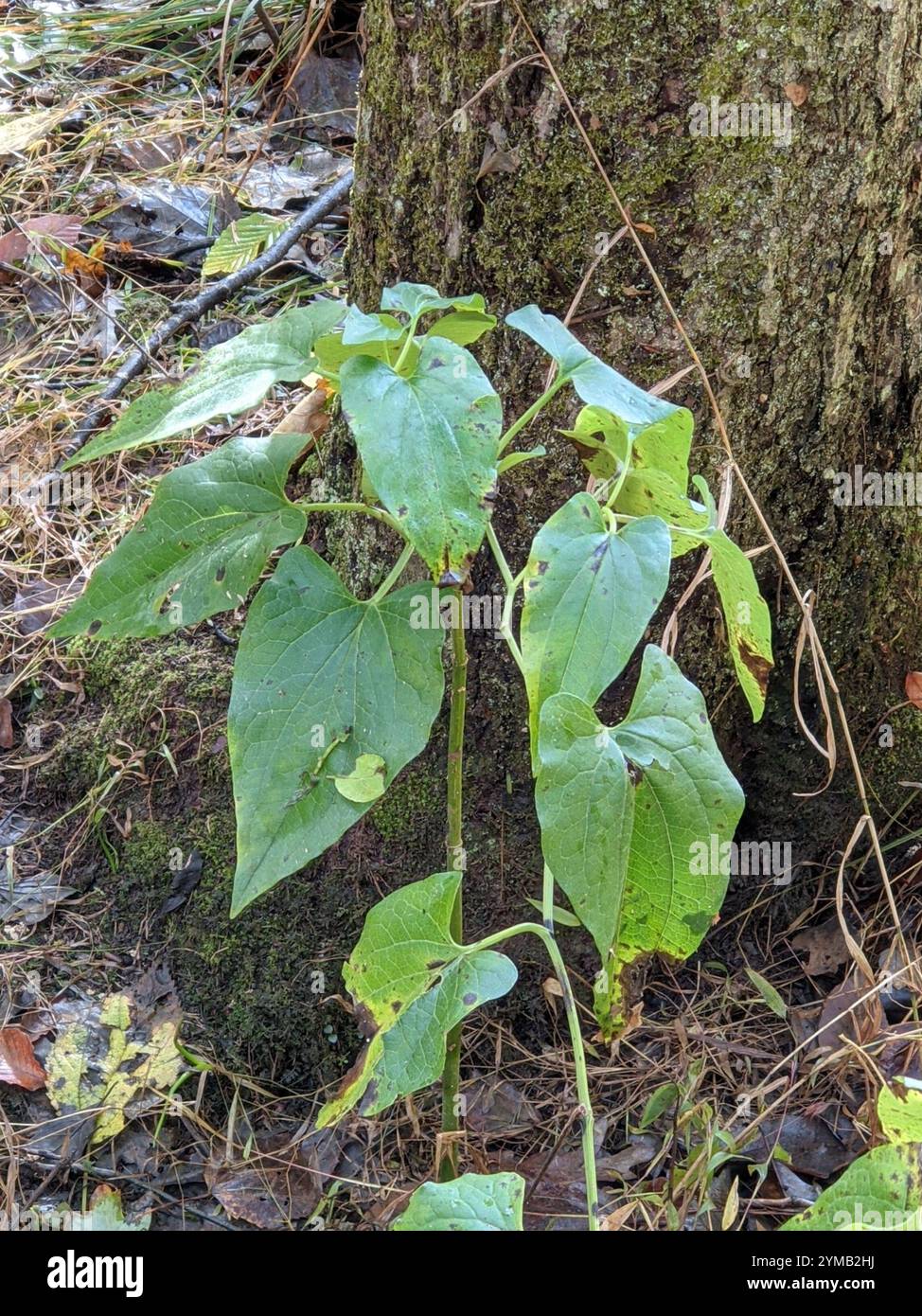 lizard's tail (Saururus cernuus Stock Photo - Alamy