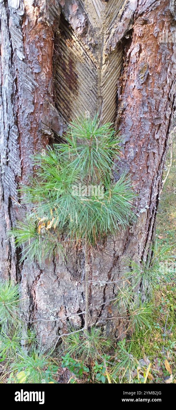 Siberian pine (Pinus sibirica Stock Photo - Alamy