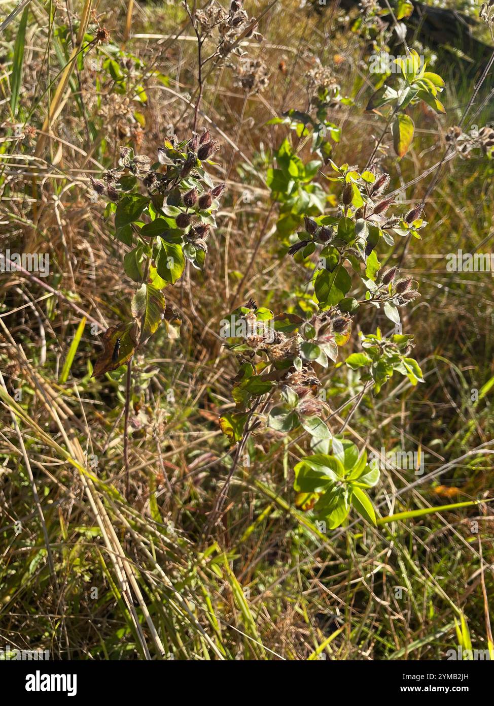 blue waterleaf (Hydrolea ovata Stock Photo - Alamy