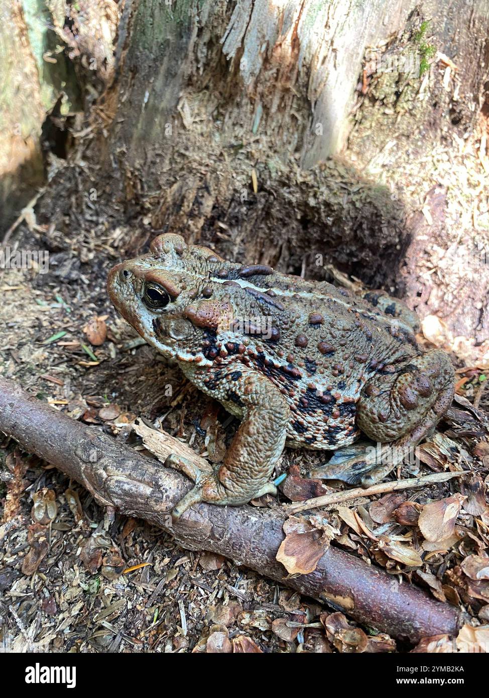 Western Toad (Anaxyrus boreas Stock Photo - Alamy
