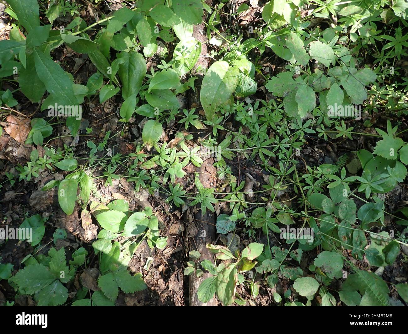 fragrant bedstraw (Galium triflorum Stock Photo - Alamy