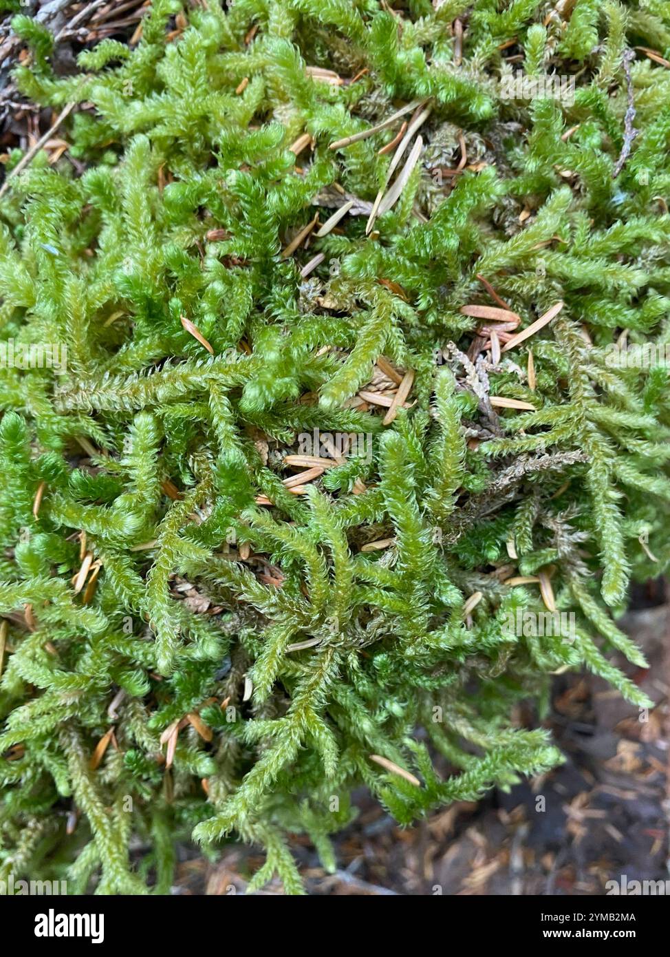 Pipecleaner Moss (Rhytidiopsis robusta Stock Photo - Alamy