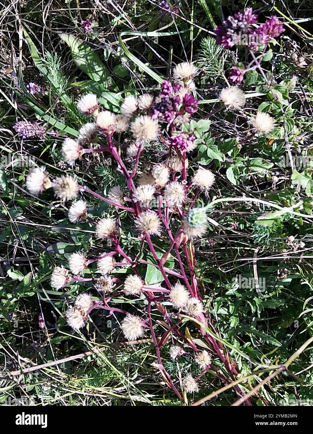 Italian Aster (Aster amellus Stock Photo - Alamy