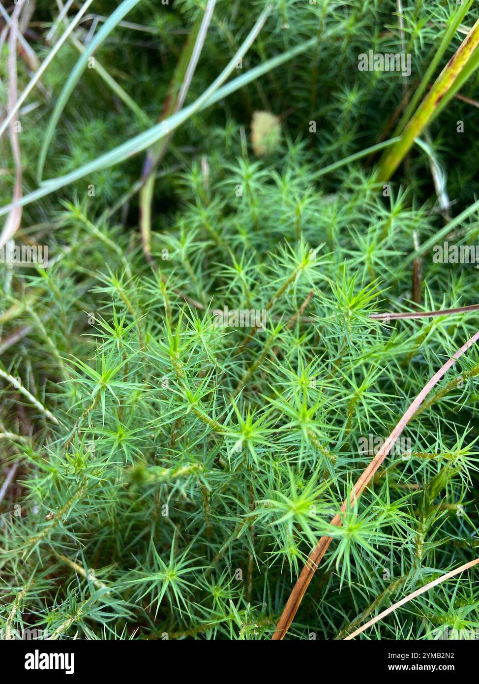 Common Haircap Moss (Polytrichum commune Stock Photo - Alamy