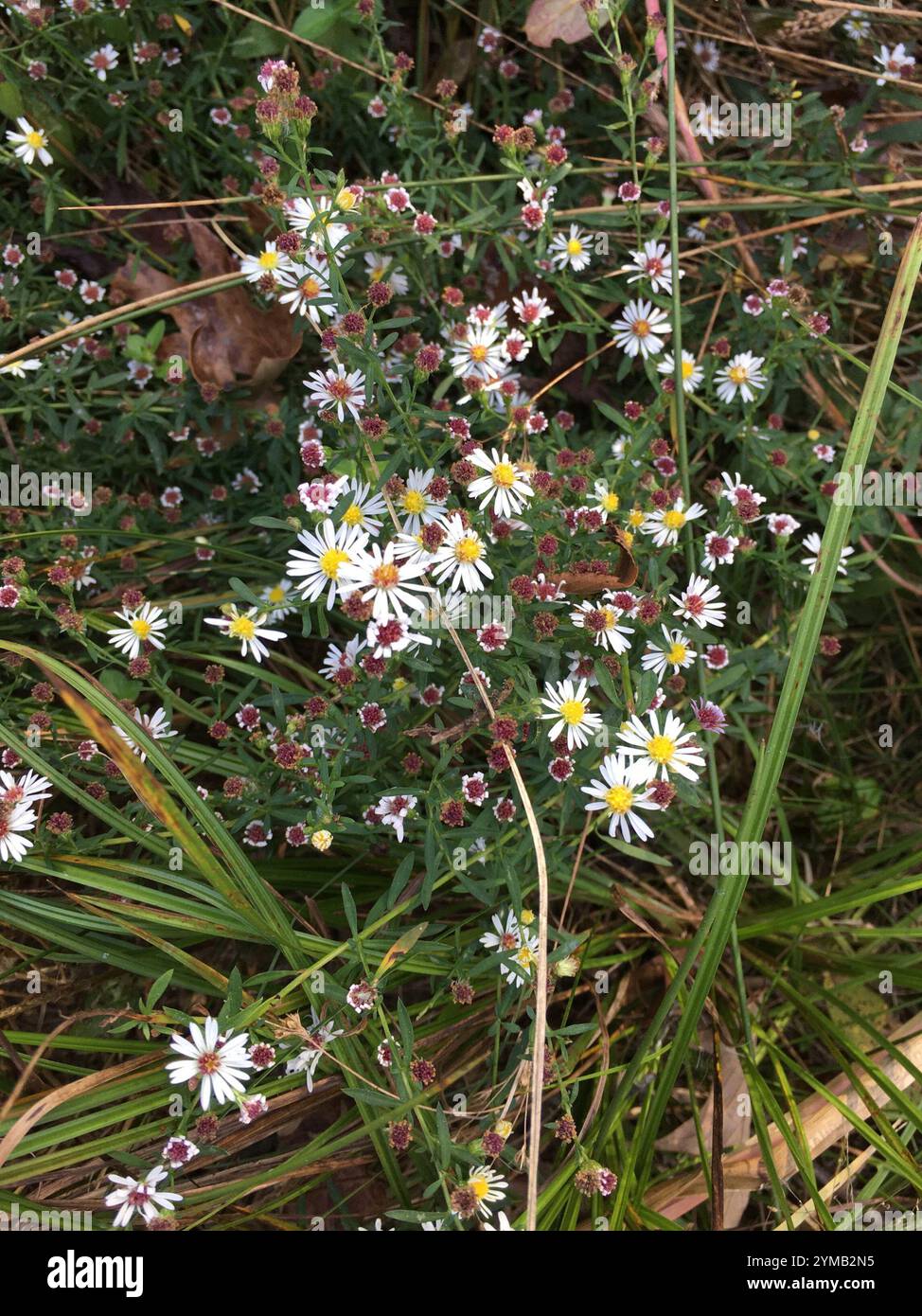 Small White Aster (Symphyotrichum racemosum Stock Photo - Alamy