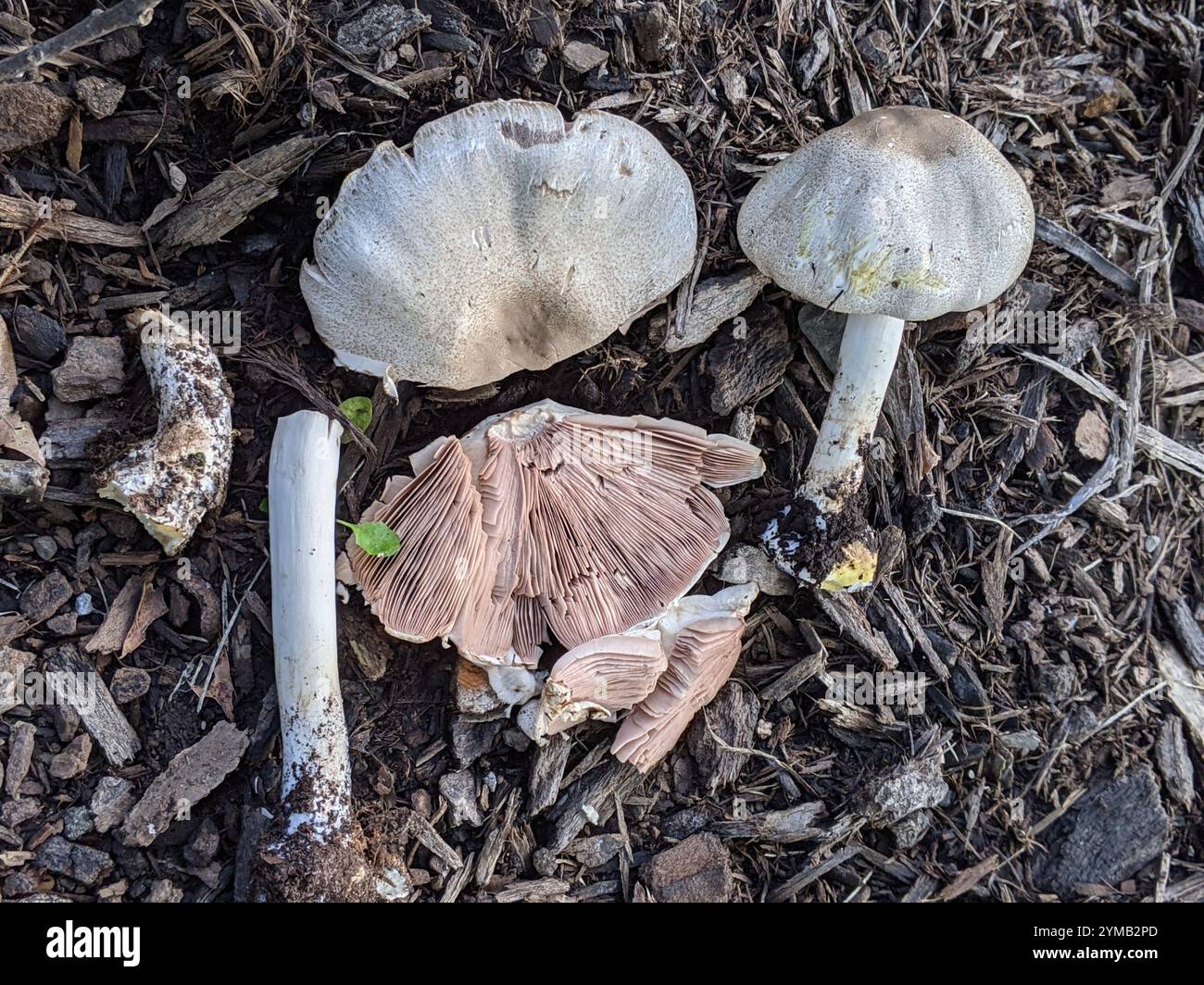 Yellow Stainer (Agaricus xanthodermus Stock Photo - Alamy