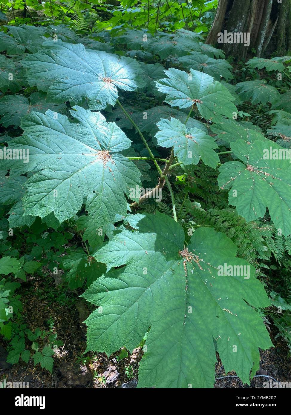 Devil's Club (Oplopanax horridus Stock Photo - Alamy