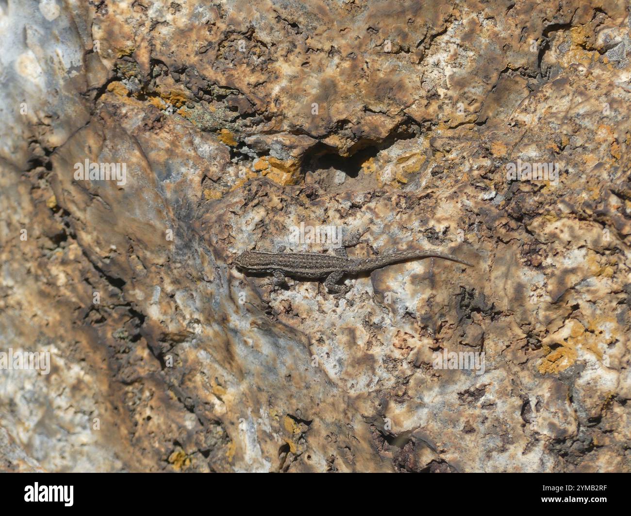 Common Dwarf Gecko (Lygodactylus capensis Stock Photo - Alamy