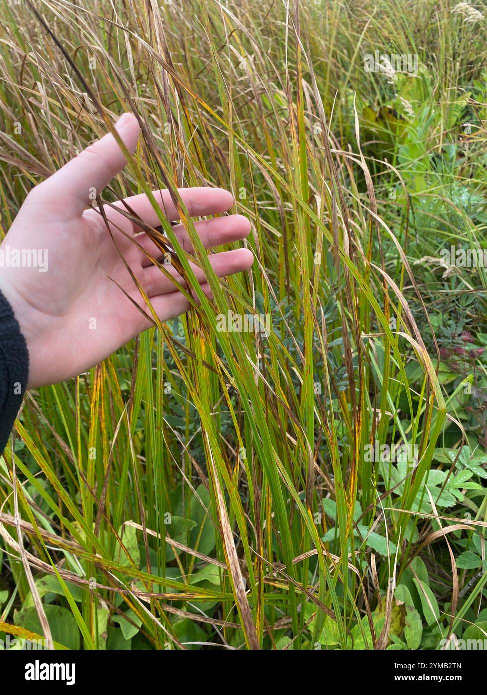 grasses, sedges, cattails, and allies (Poales Stock Photo - Alamy