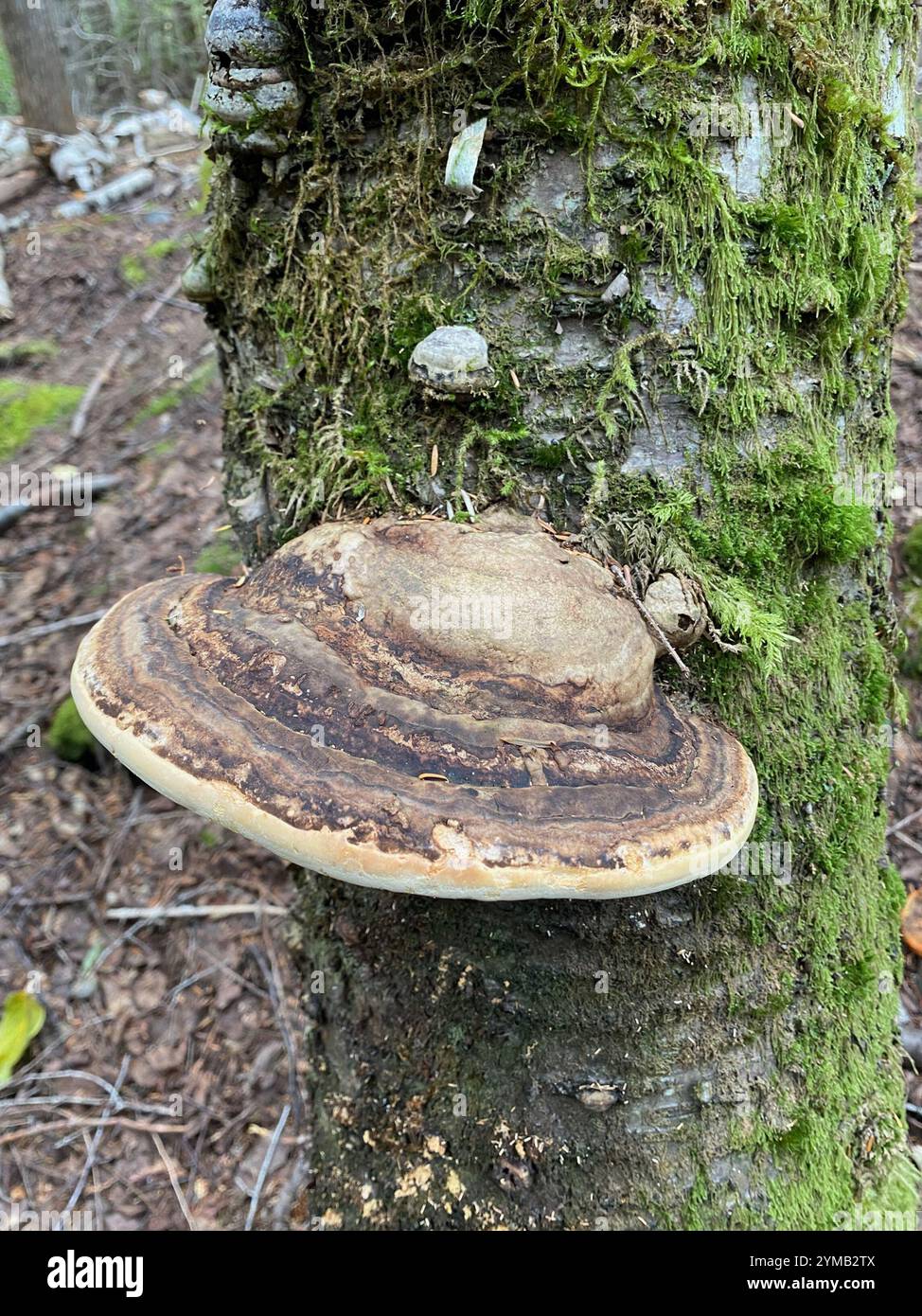 Red-banded Conks (Fomitopsis pinicola Stock Photo - Alamy