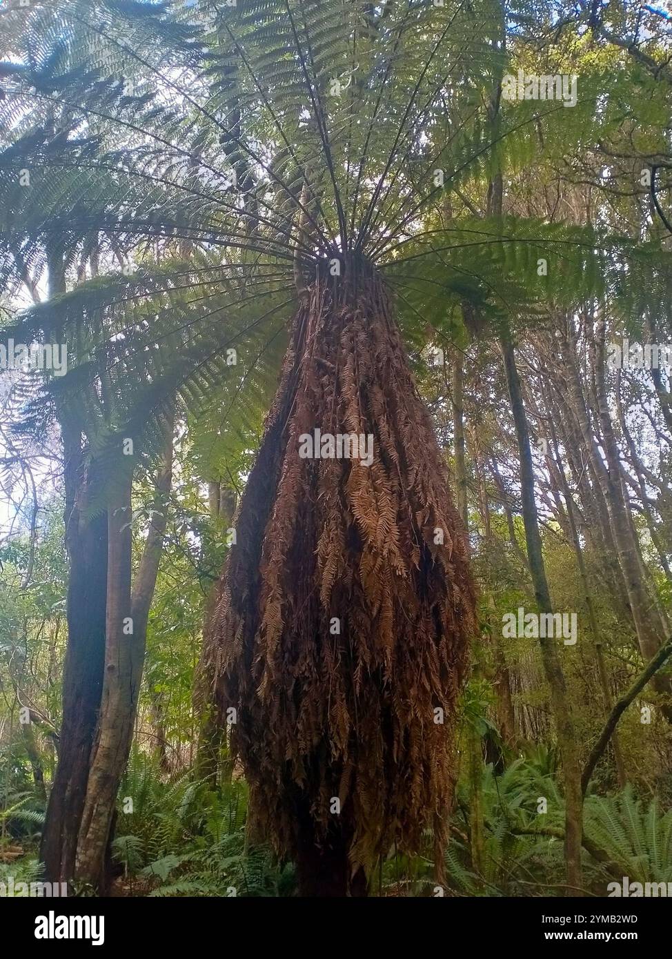 golden tree fern (Dicksonia fibrosa Stock Photo - Alamy