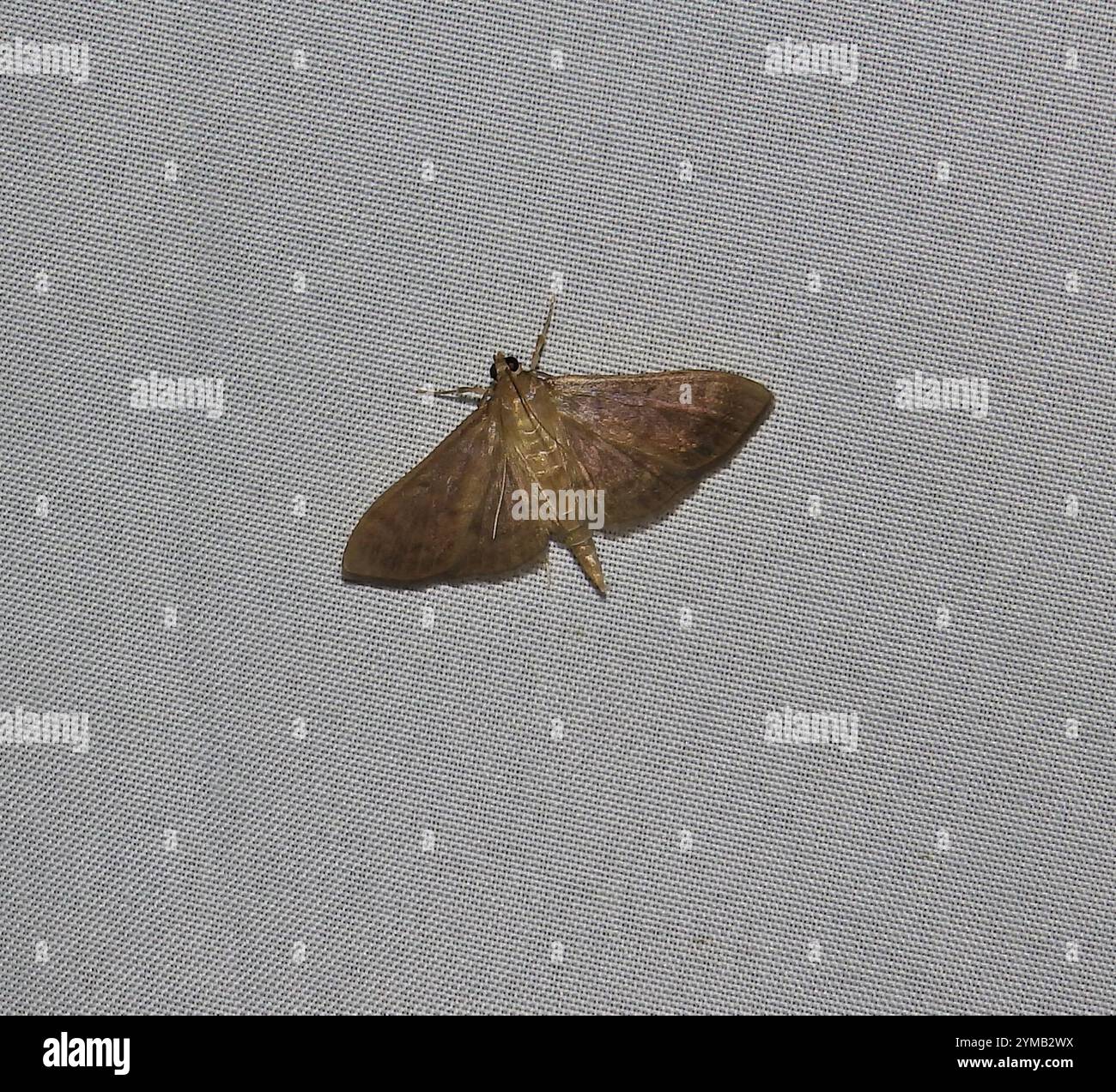 Pearl Moths (Spilomelinae Stock Photo - Alamy