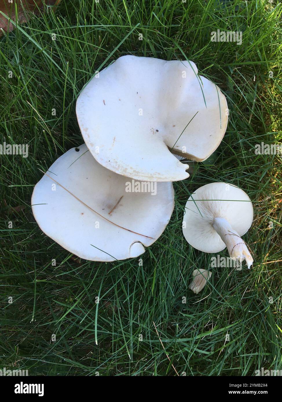 clustered clitocybe (Lepista subconnexa Stock Photo - Alamy