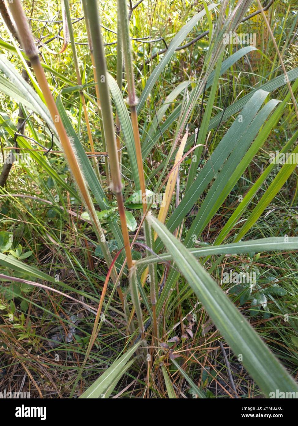 sugarcane plumegrass (Erianthus giganteus Stock Photo - Alamy
