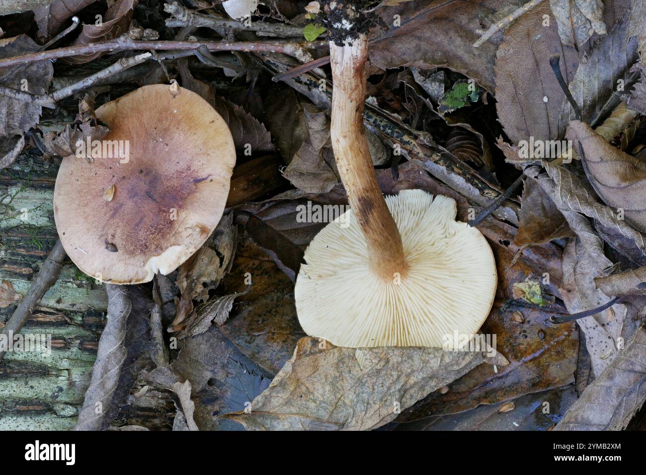 Birch Knight (Tricholoma fulvum Stock Photo - Alamy