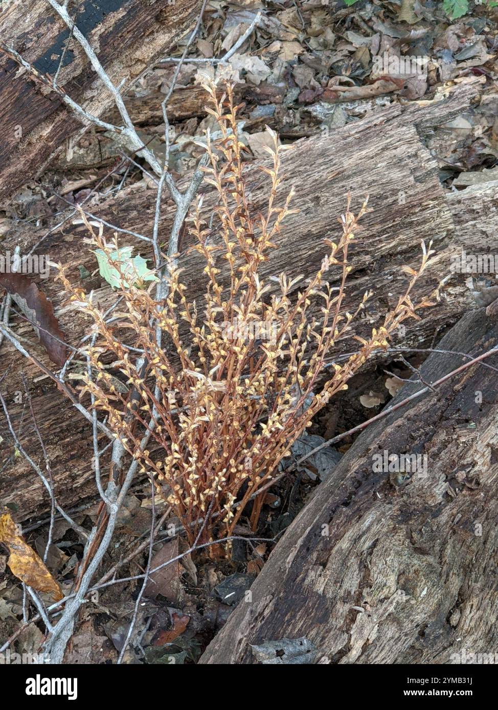 Beechdrops (Epifagus virginiana Stock Photo - Alamy