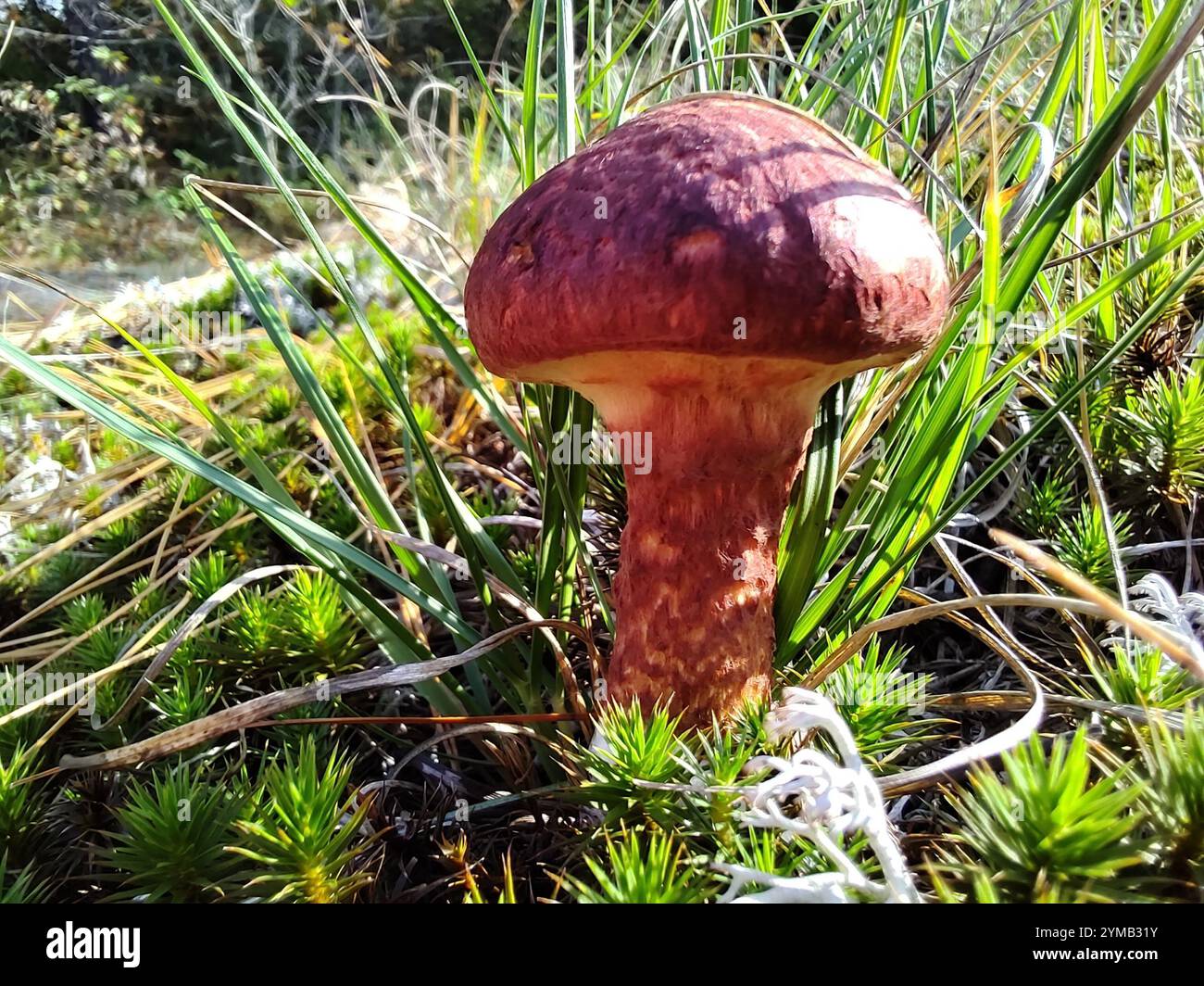 Painted Suillus (Suillus spraguei Stock Photo - Alamy