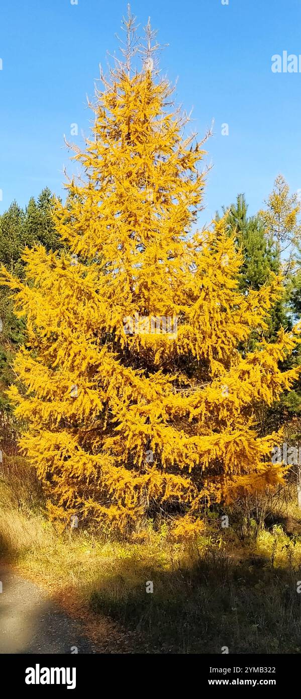 Siberian larch (Larix sibirica Stock Photo - Alamy