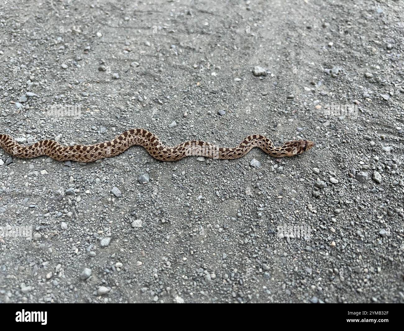 Pacific Gopher Snake (Pituophis catenifer catenifer Stock Photo - Alamy