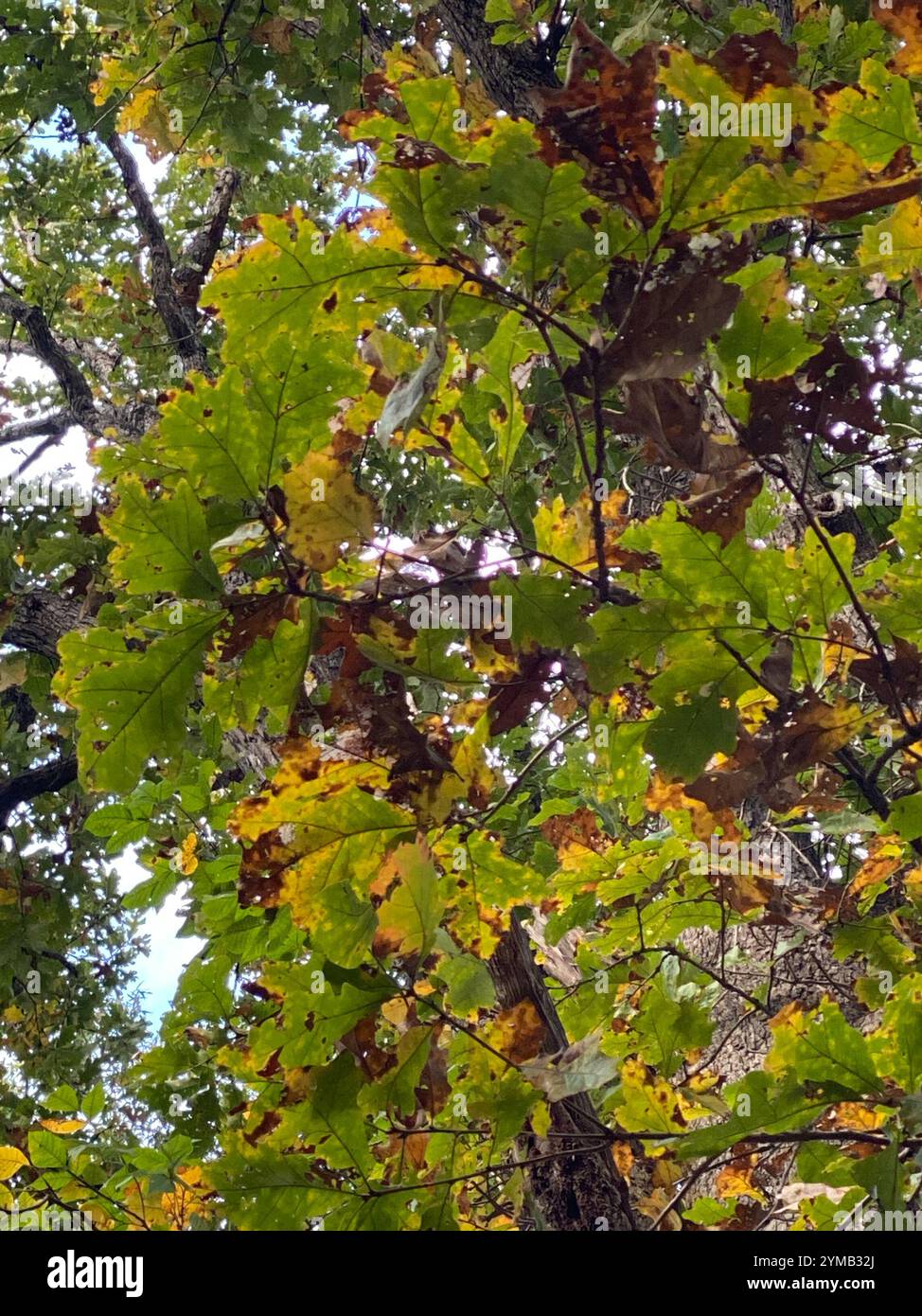 overcup oak (Quercus lyrata Stock Photo - Alamy