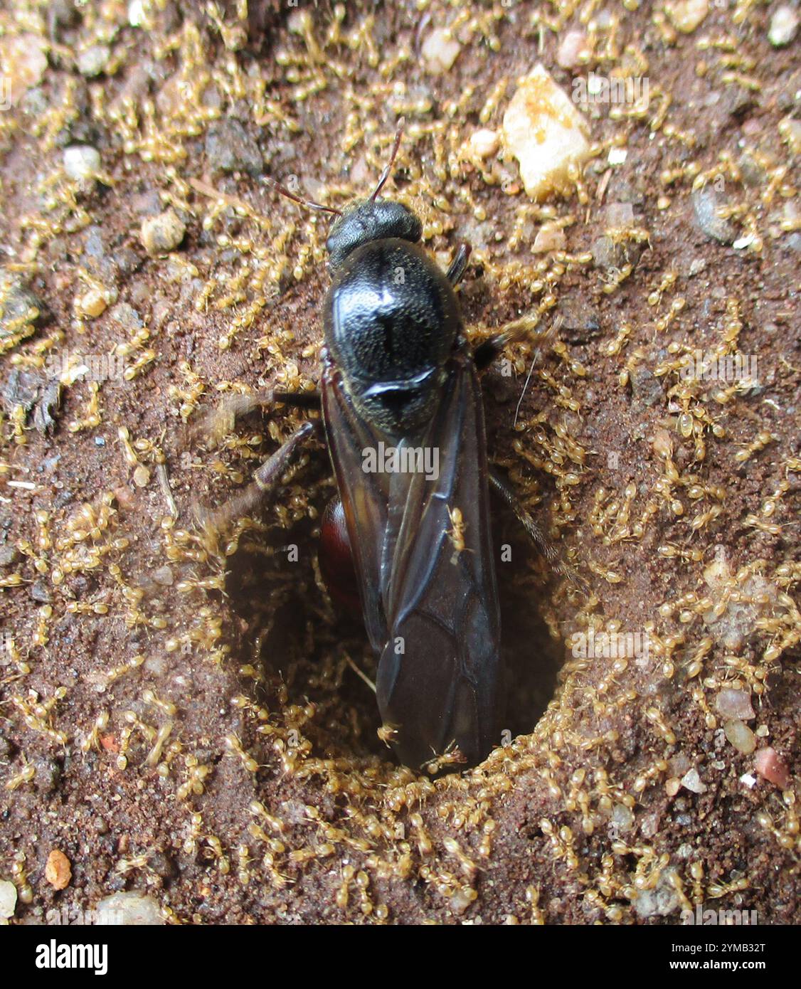 African Thief Ant (Carebara vidua Stock Photo - Alamy